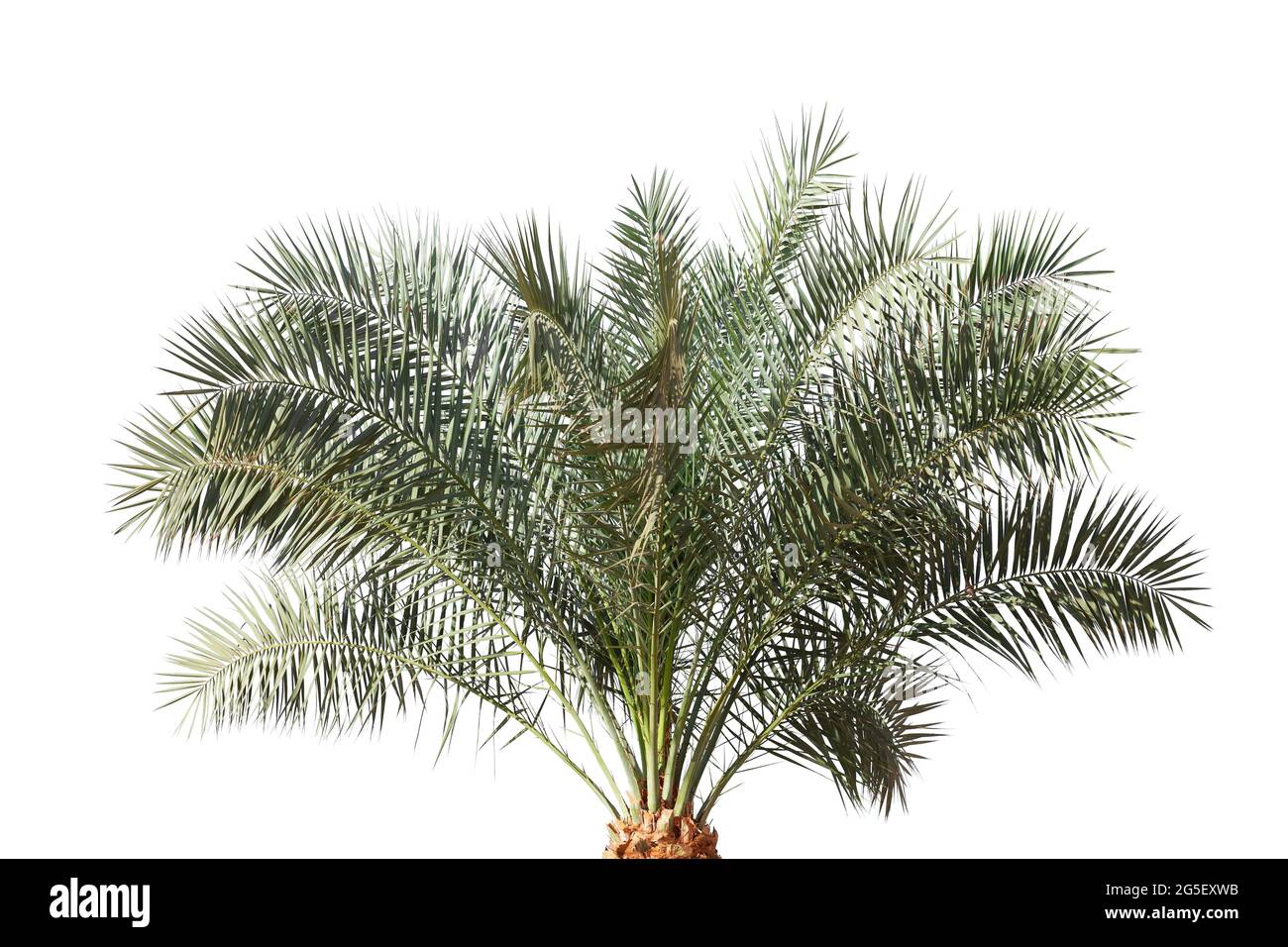 Date Palm leaves isolated on white background Stock Photo - Alamy