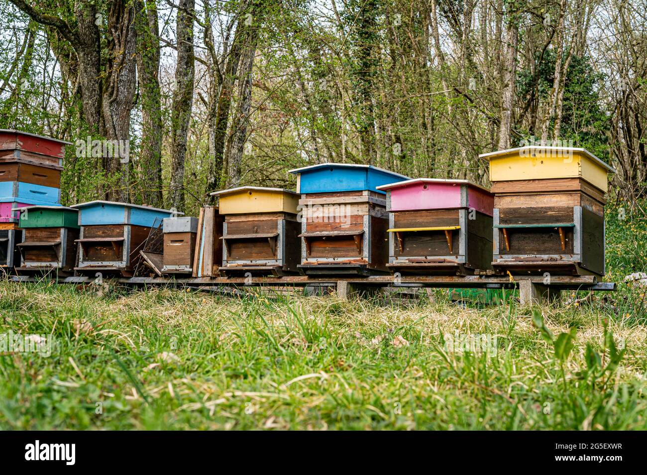Hives of bees in the apiary. Painted wooden beehives with active honey ...