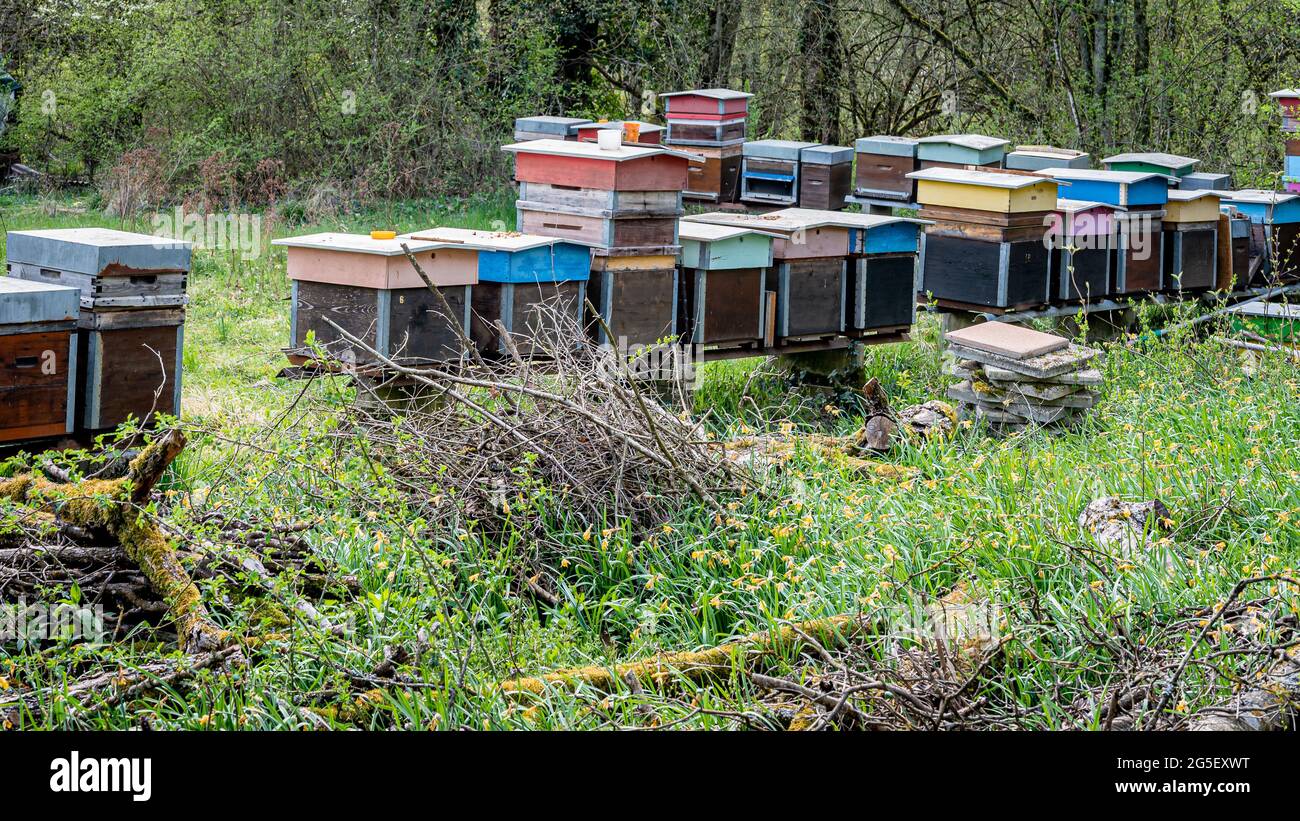 Hives of bees in the apiary. Painted wooden beehives with active honey ...
