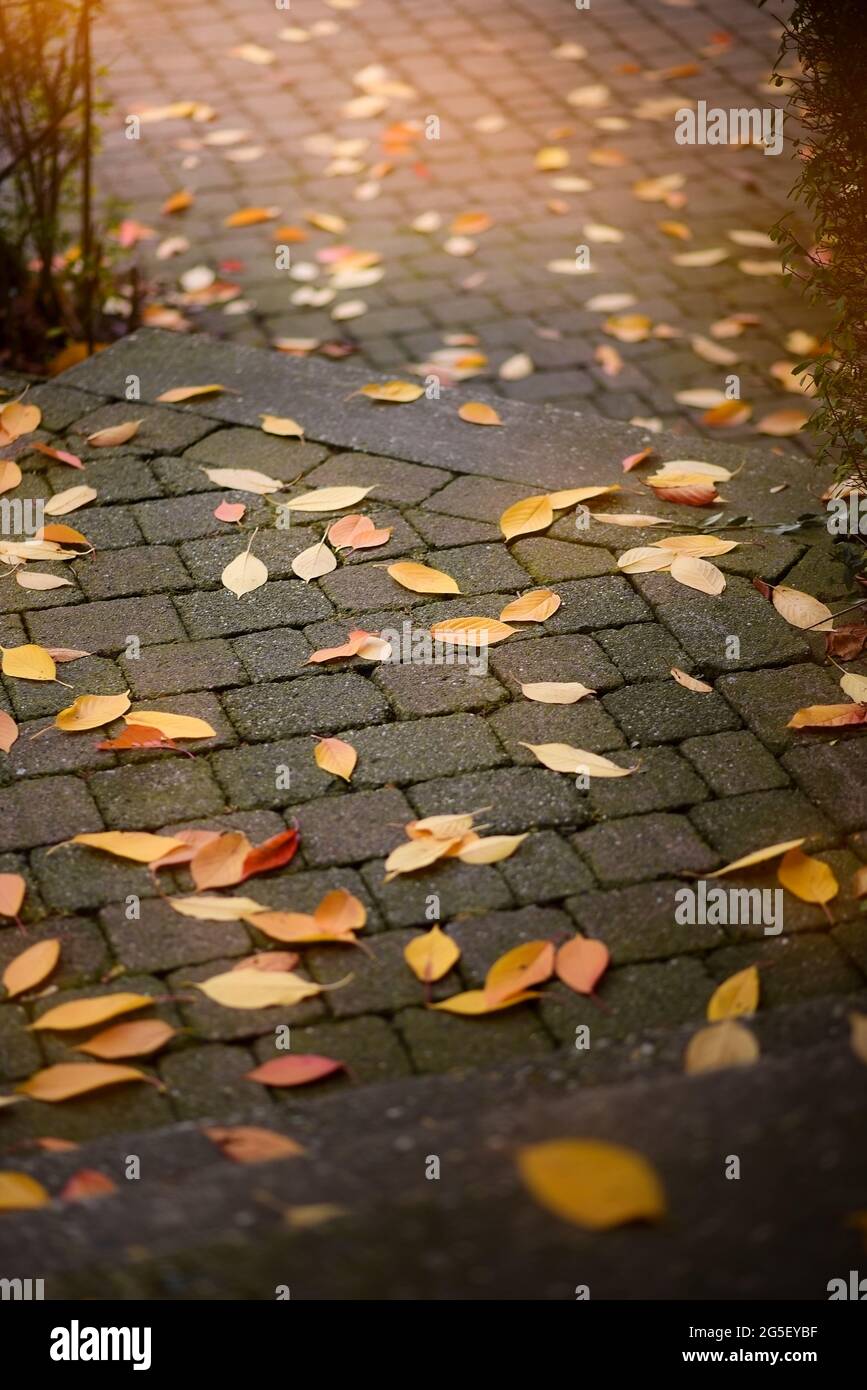 Colorful falling autumn leaves vertical hi-res stock photography and ...