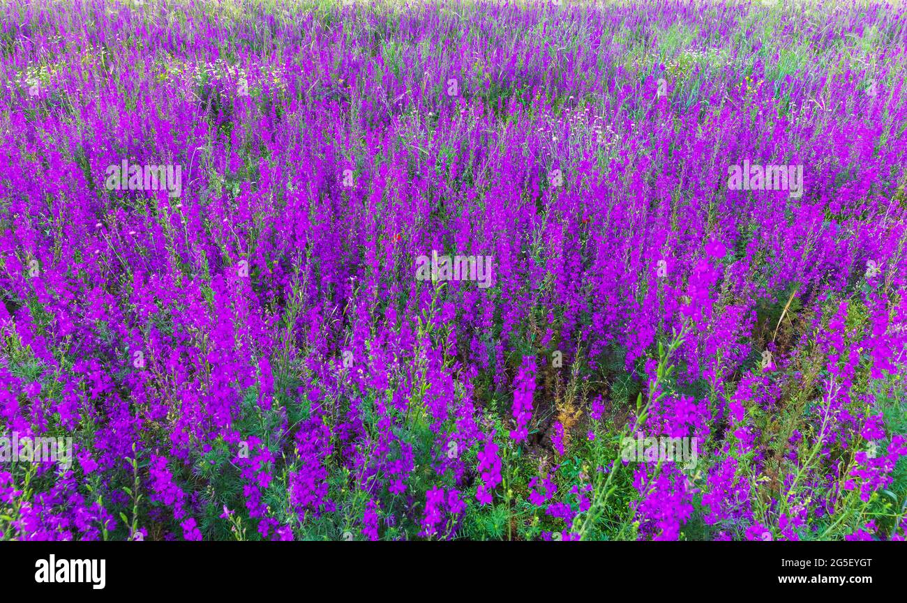 Purple Wildflowers Identification