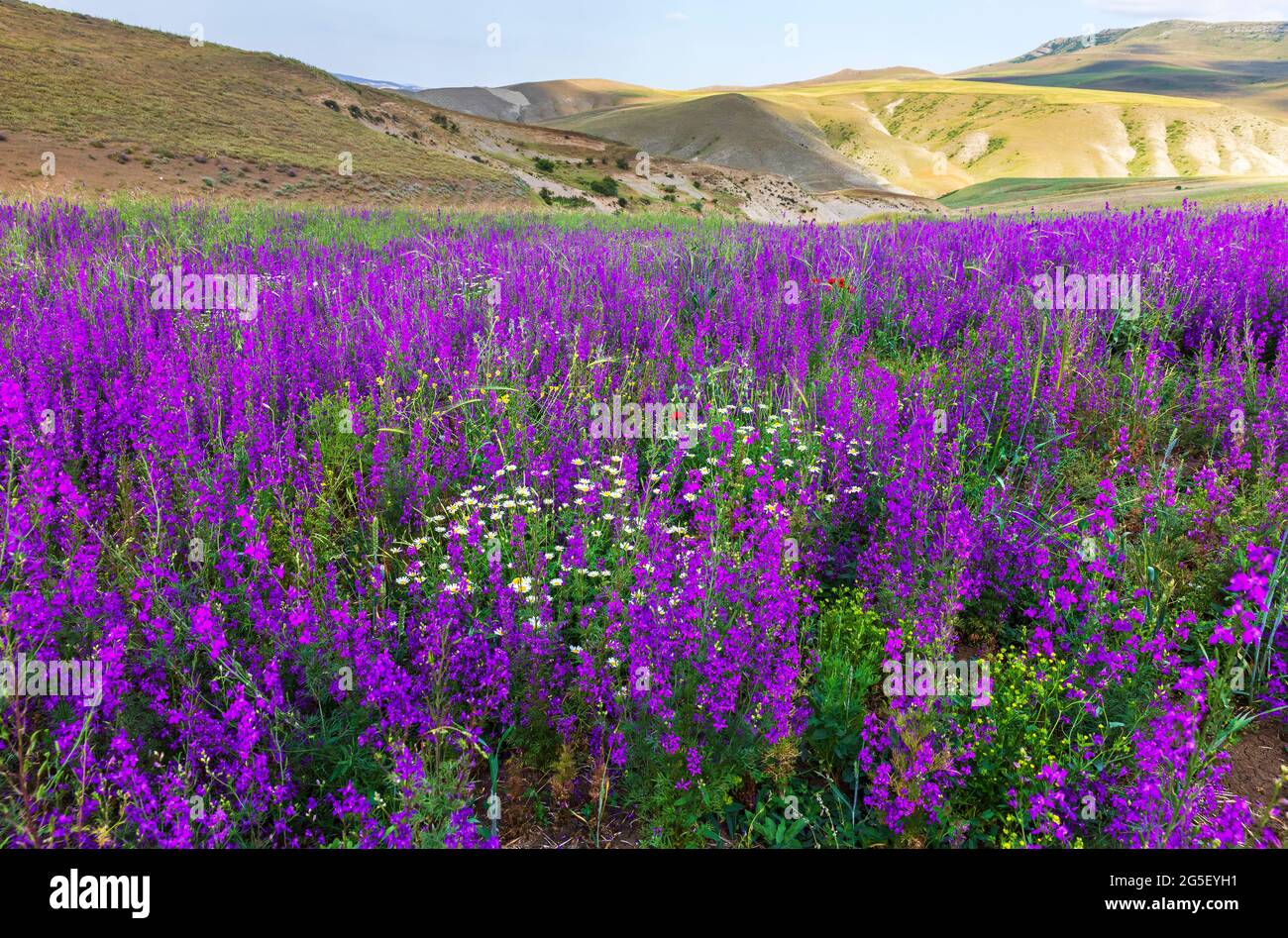 Field of purple wildflowers in summer Stock Photo - Alamy
