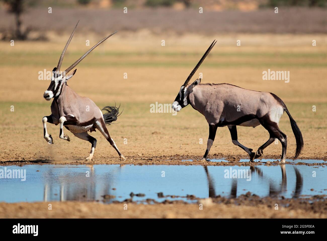 Kalahari gemsbok national park hi-res stock photography and images - Alamy