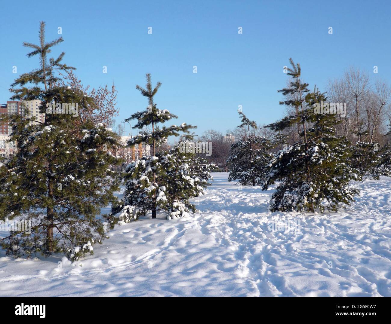 fir tree at winter in city park Stock Photo - Alamy