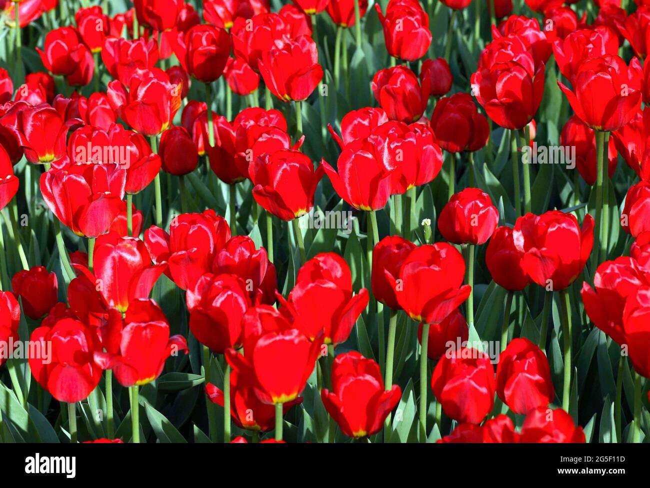 red tulip at spring on Earth Stock Photo - Alamy