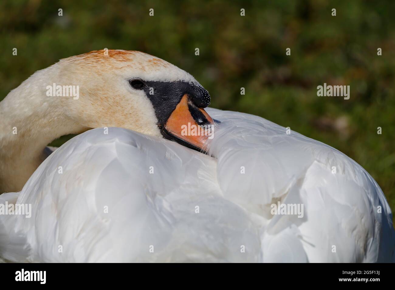 Backwell Lake Nature Reserve Stock Photo - Alamy