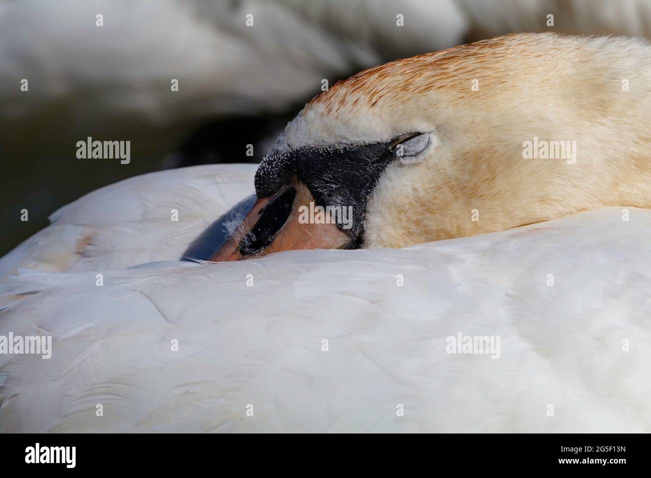 Backwell lake hi-res stock photography and images - Alamy
