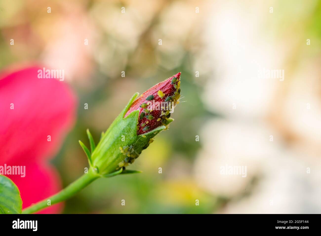 Sap sucking bug hi-res stock photography and images - Alamy