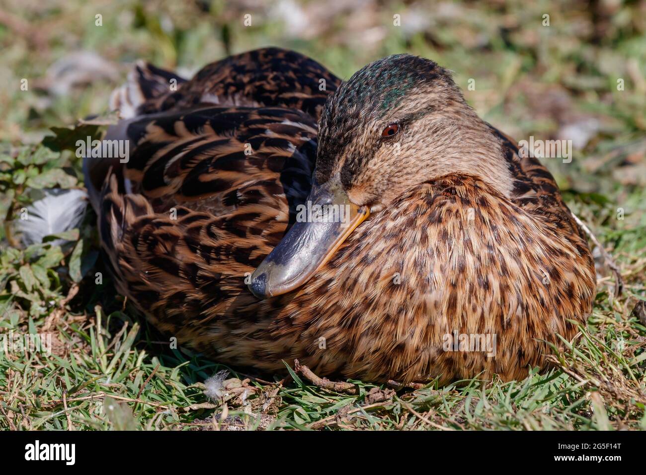 Backwell, England High Resolution Stock Photography and Images - Alamy