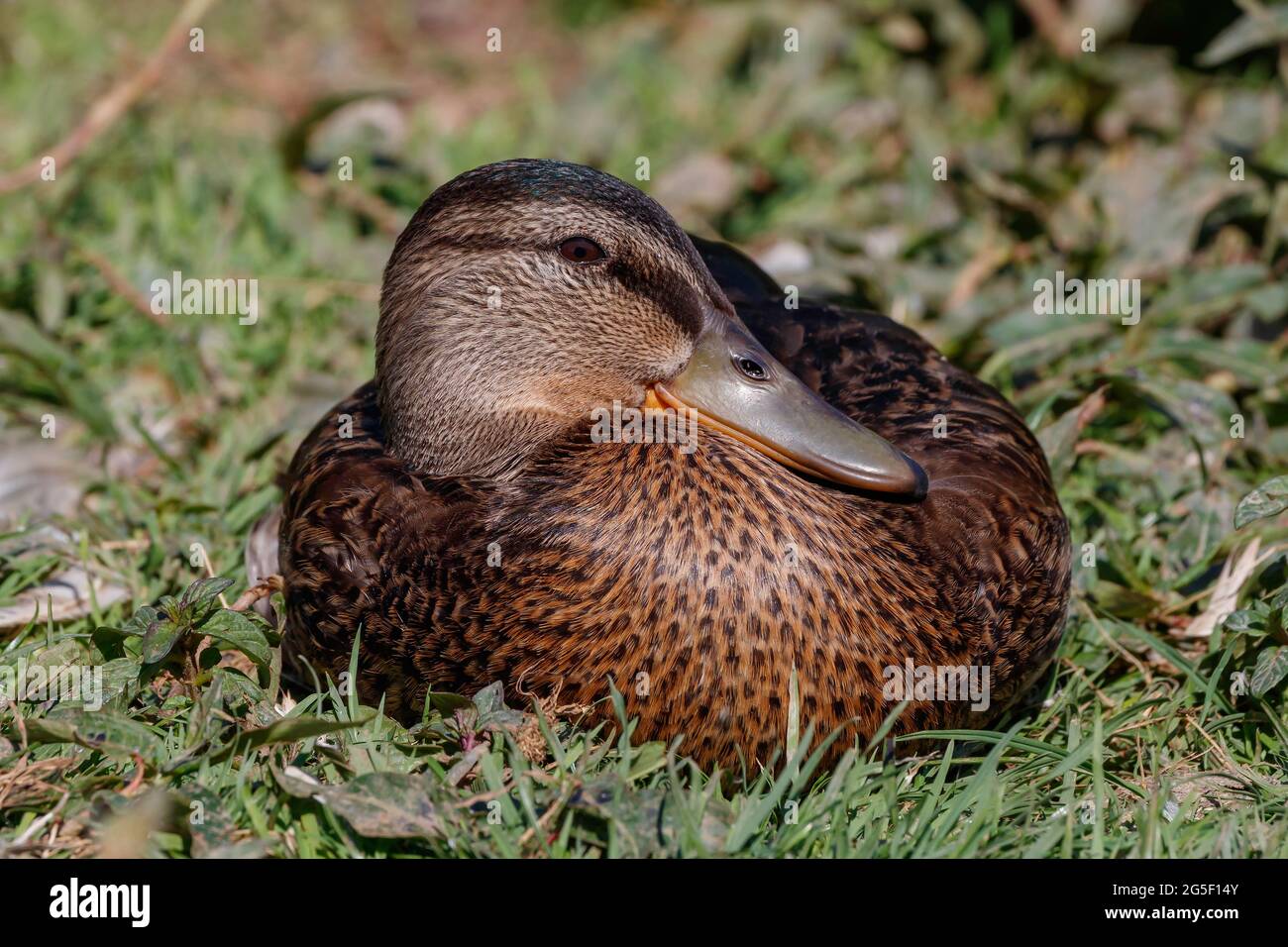 Backwell, England High Resolution Stock Photography and Images - Alamy
