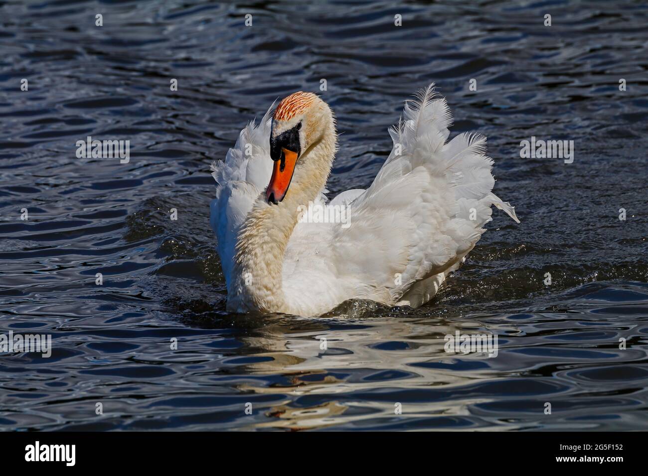 Backwell lake hi-res stock photography and images - Alamy