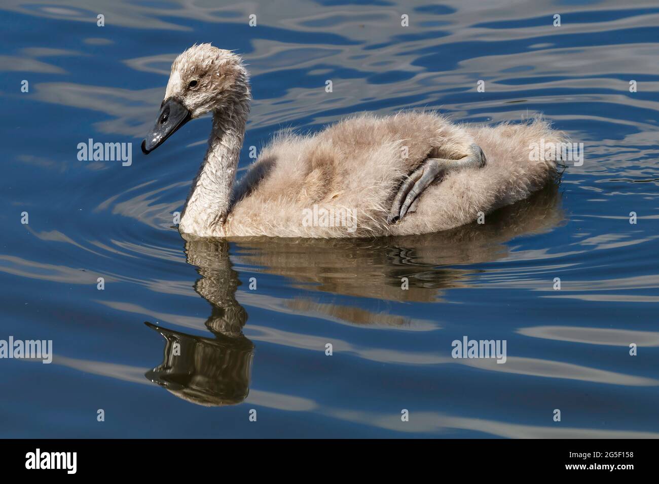 Gosling Backwell Lake Nature Reserve Stock Photo - Alamy