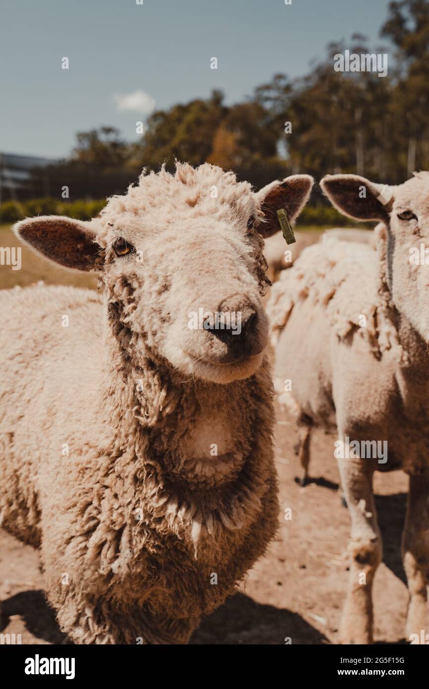 Sheep outside standing in a field Stock Photo - Alamy