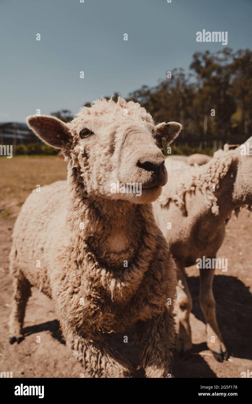 Sheep outside standing in a field Stock Photo - Alamy