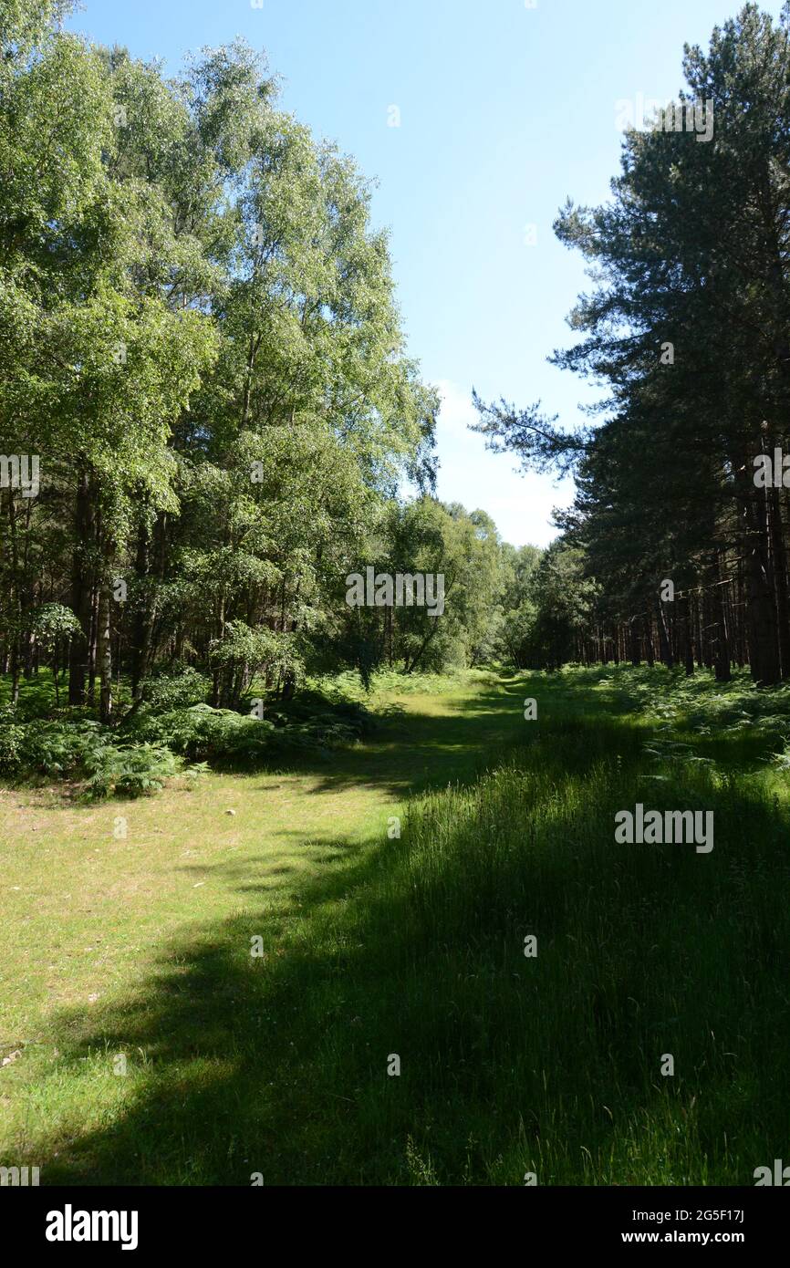 Lieutenant colonel charles halt hi-res stock photography and images - Alamy