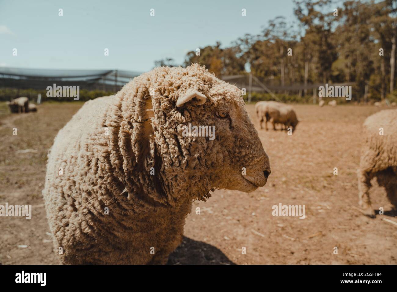 Sheep outside hi-res stock photography and images - Alamy