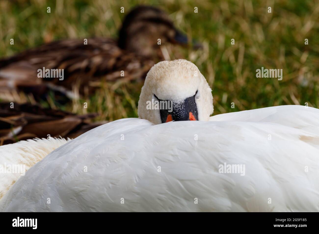 Swan out on Backwell lake nature reserve Stock Photo - Alamy