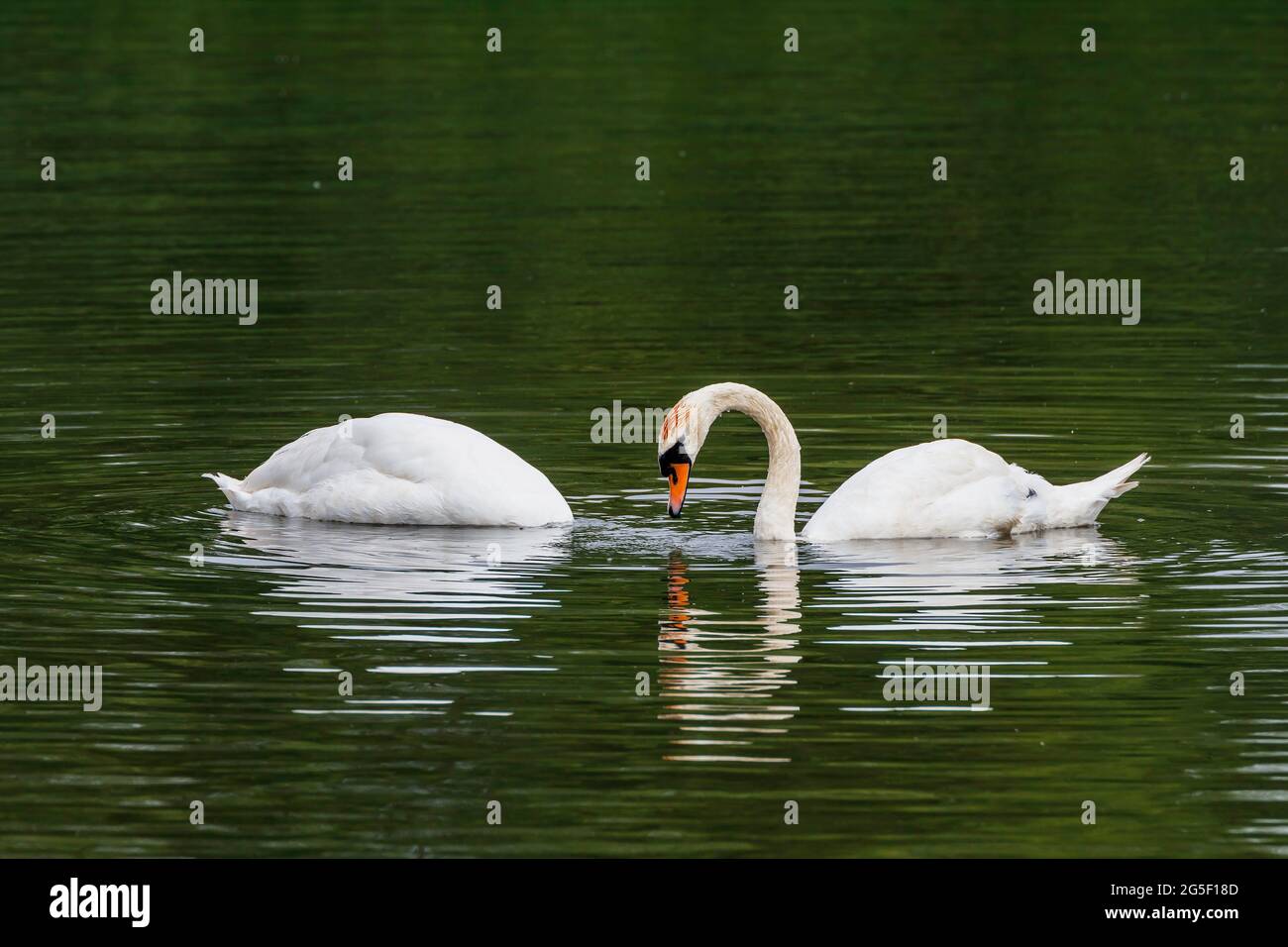 Swan out on Backwell lake nature reserve Stock Photo - Alamy