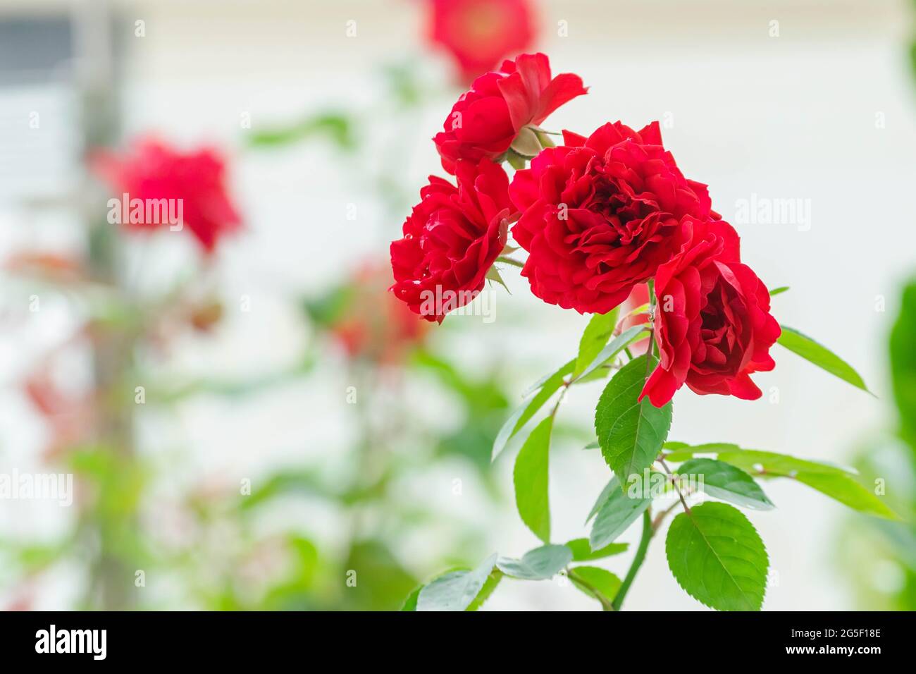 Fully bloomed Red roses on plant during daytime. Used selective focus ...