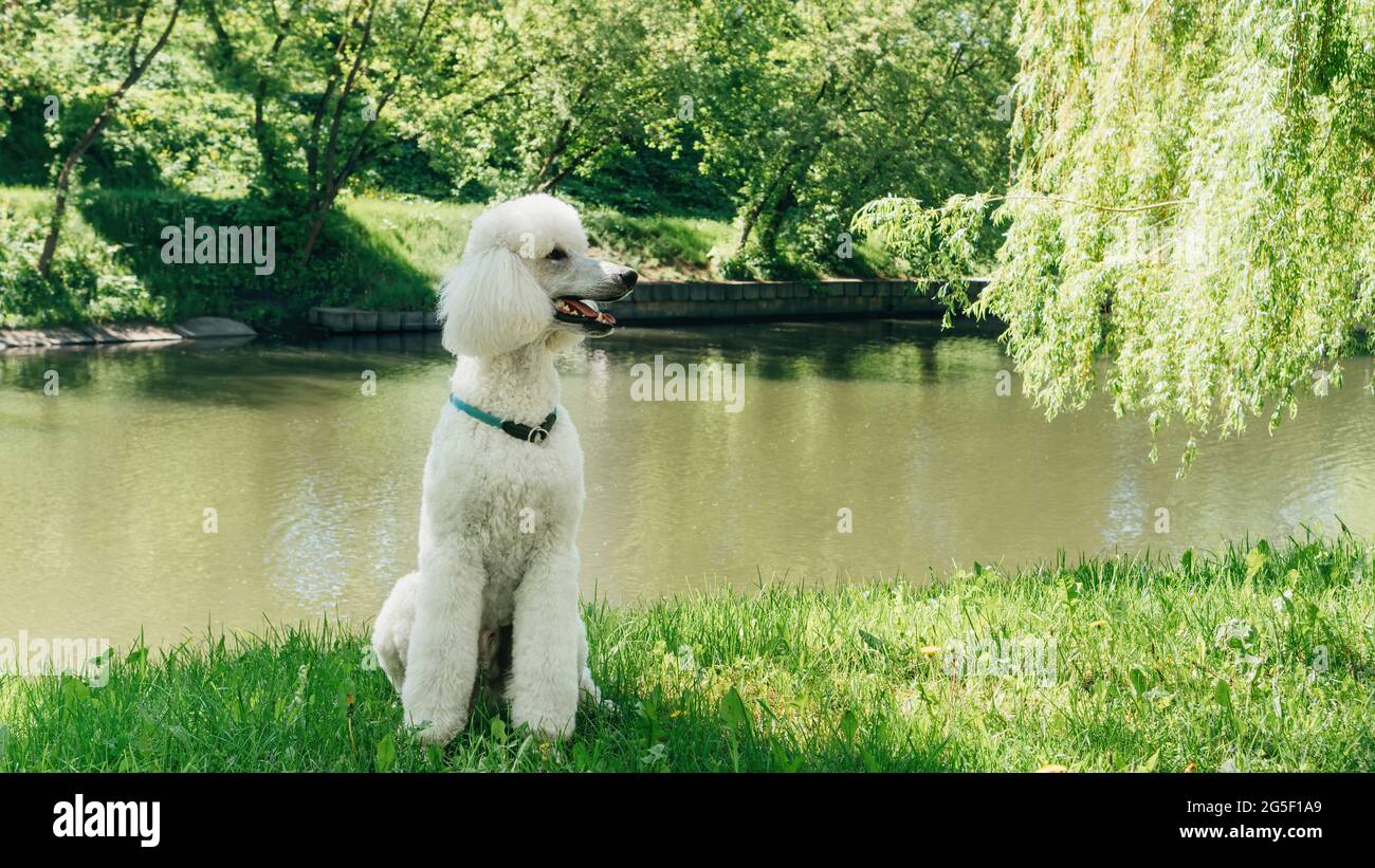 Big royal poodle hi-res stock photography and images - Alamy
