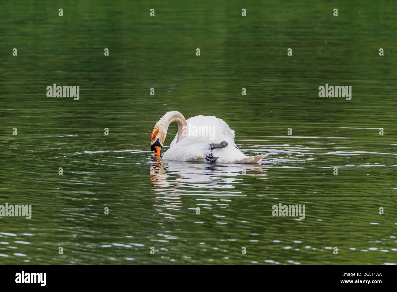 Backwell lake nature reserve hi-res stock photography and images - Alamy