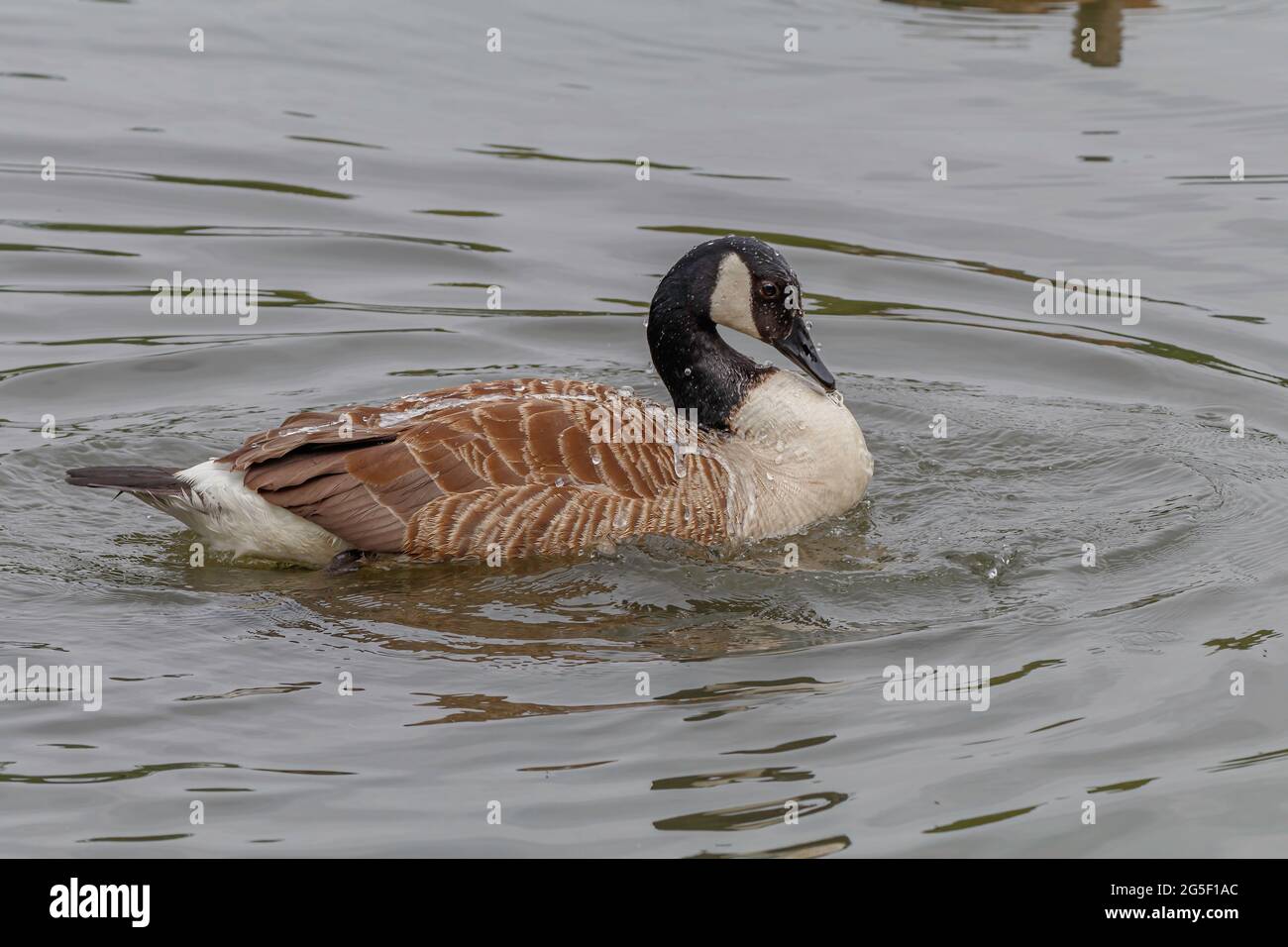 Backwell lake nature reserve Stock Photo - Alamy