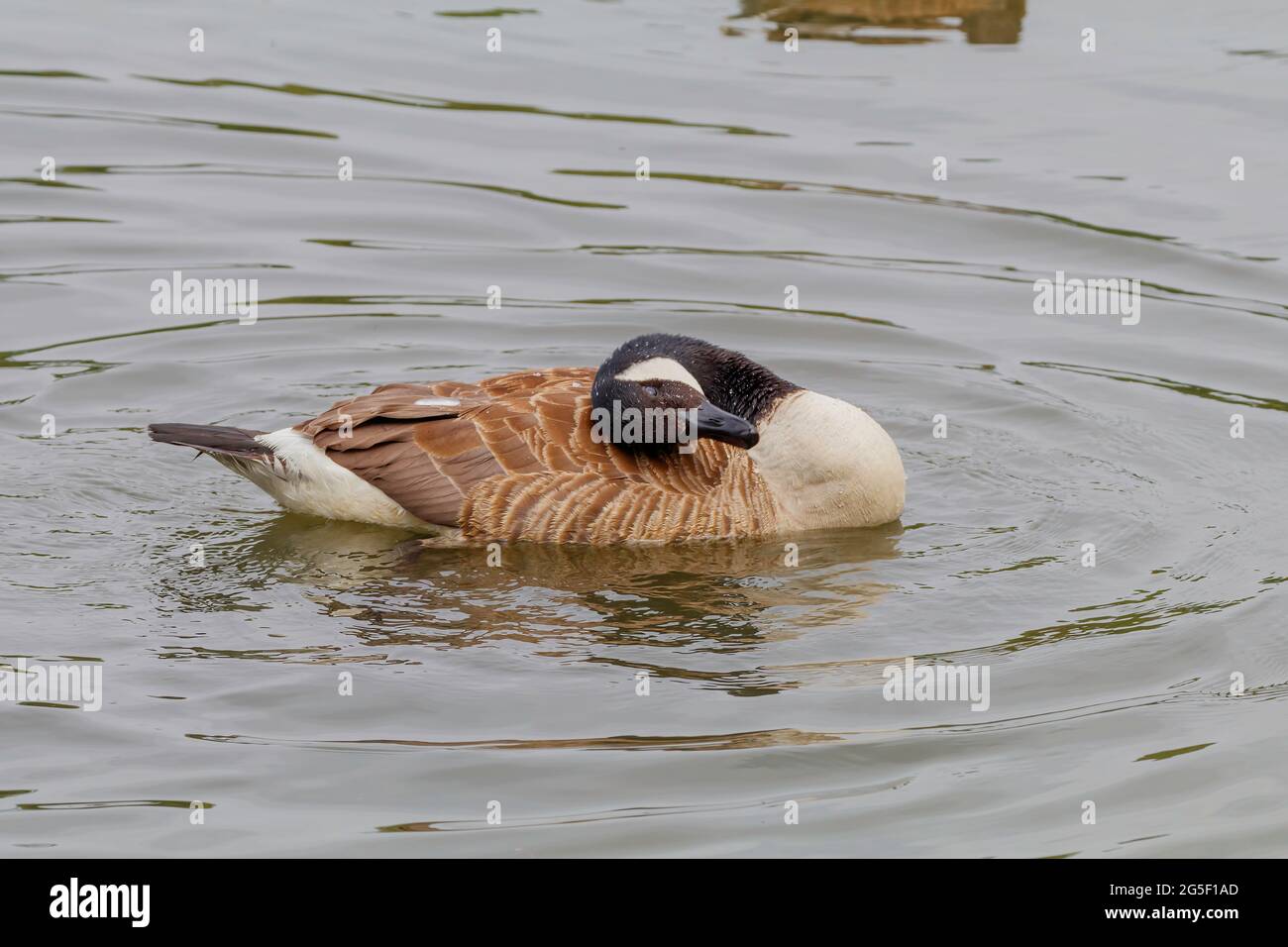Backwell, england hi-res stock photography and images - Alamy