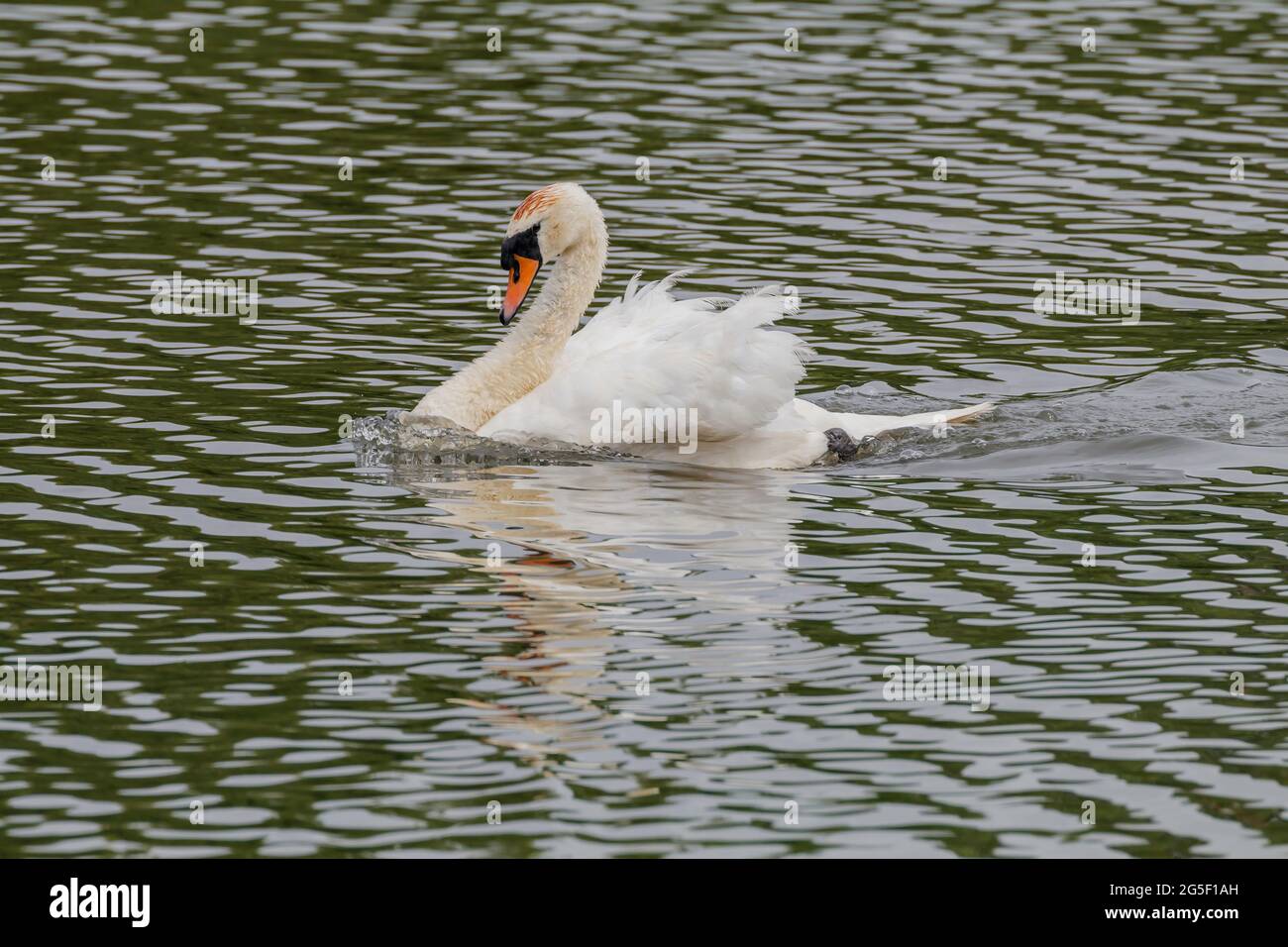 Swan out on Backwell lake nature reserve Stock Photo - Alamy