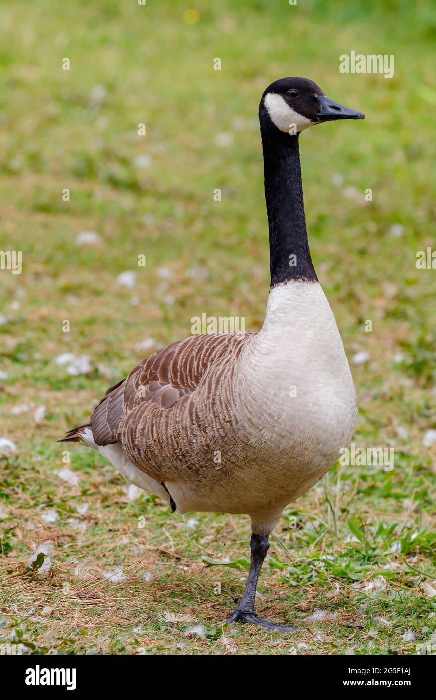 Backwell, england hi-res stock photography and images - Alamy