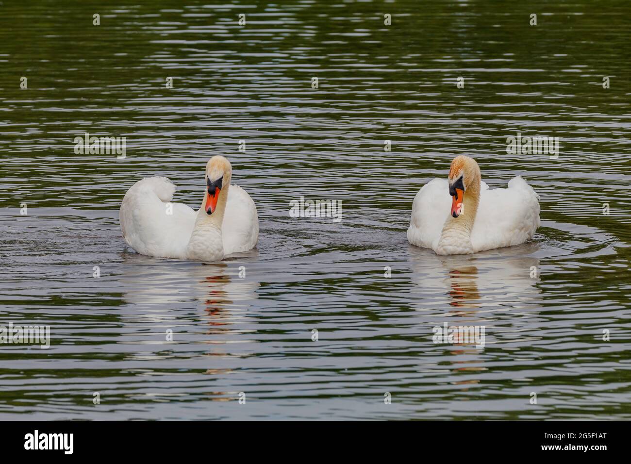 Swan out on Backwell lake nature reserve Stock Photo - Alamy