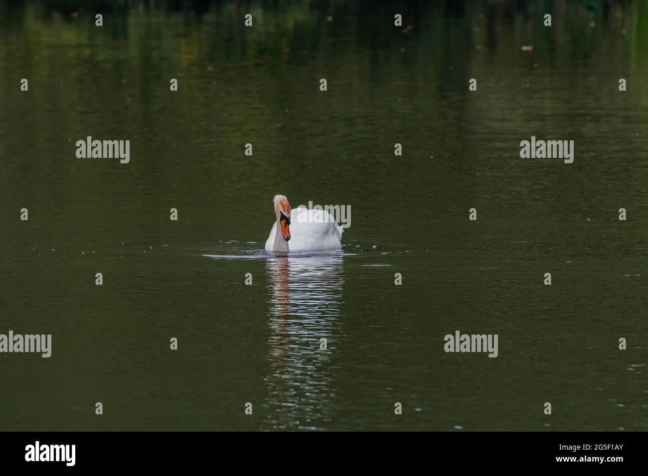 Swan out on Backwell lake nature reserve Stock Photo - Alamy