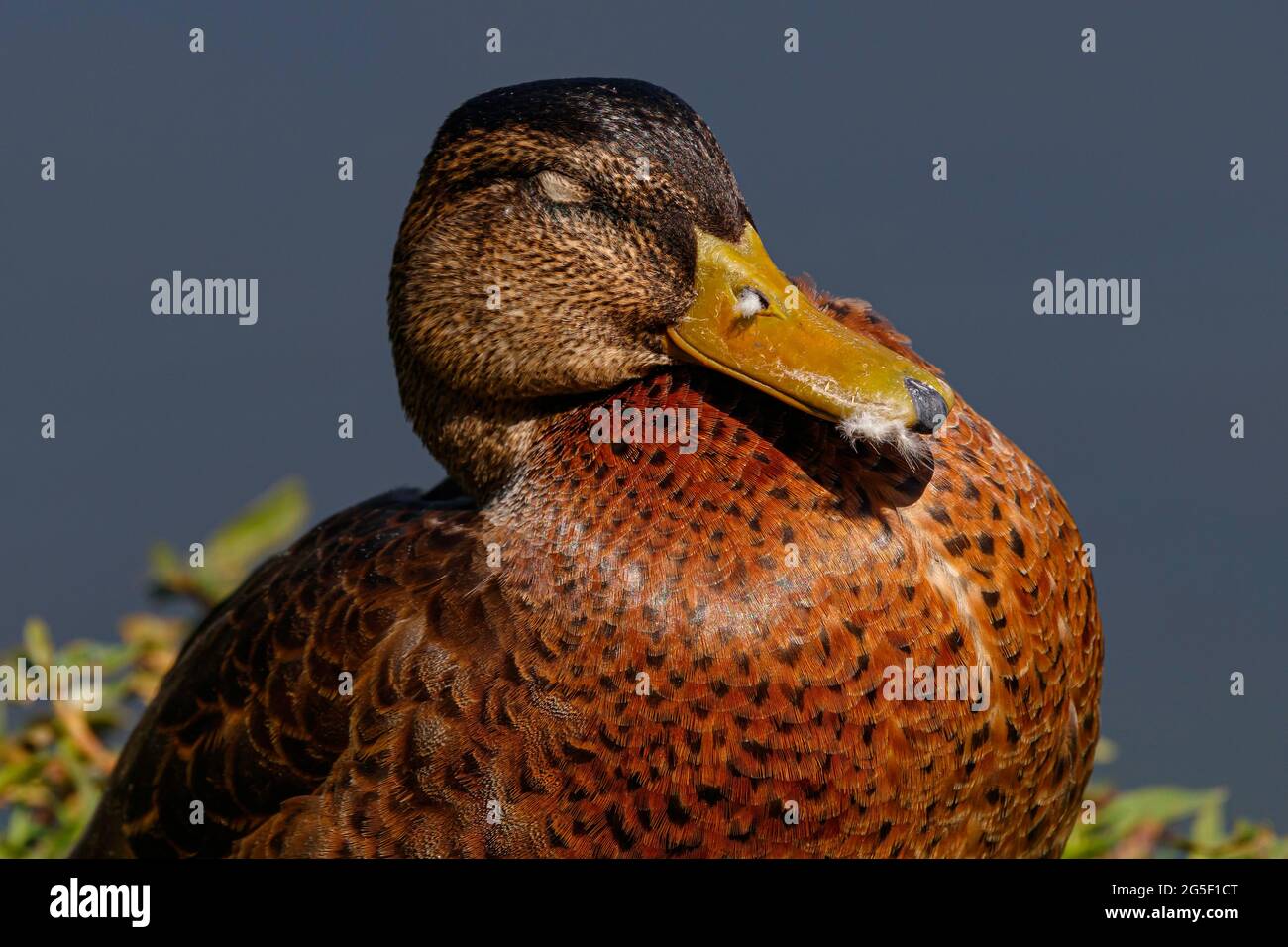 Duck chest hi-res stock photography and images - Alamy