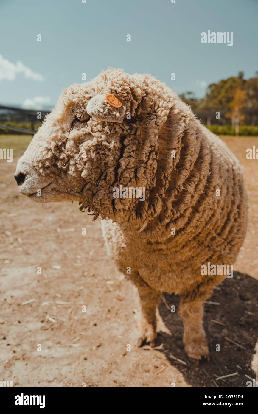 Australia new south wales sheep farm hi-res stock photography and ...