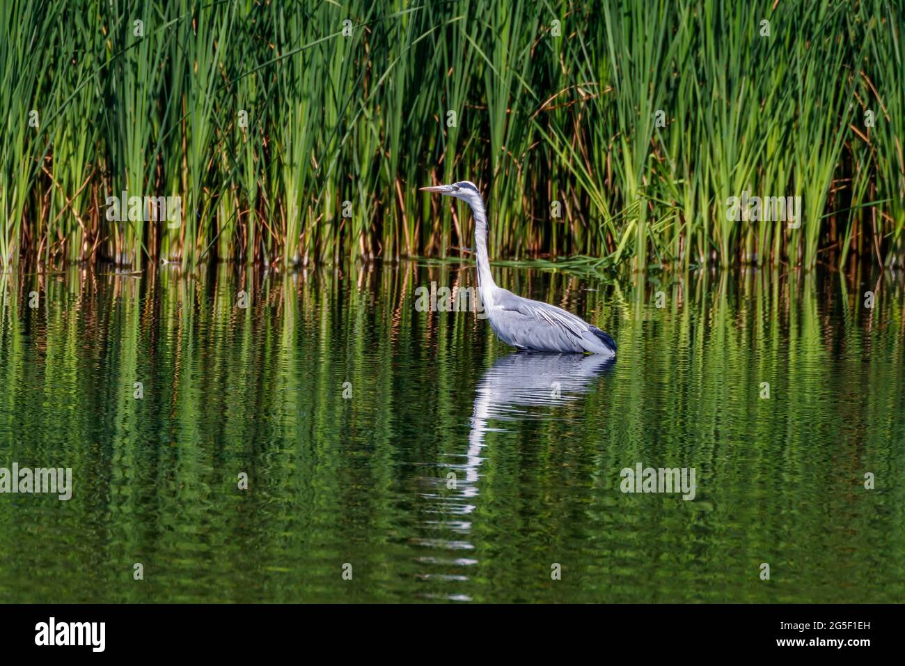 Crane somerset bird hi-res stock photography and images - Alamy
