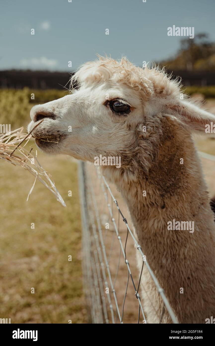 Funny lama animal eating hi-res stock photography and images - Alamy