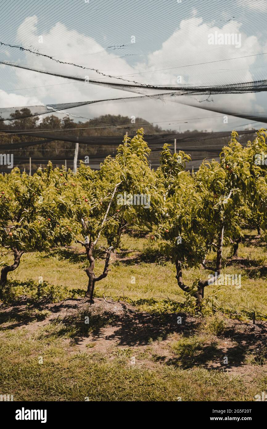 Rows of peach trees at a farm Stock Photo - Alamy