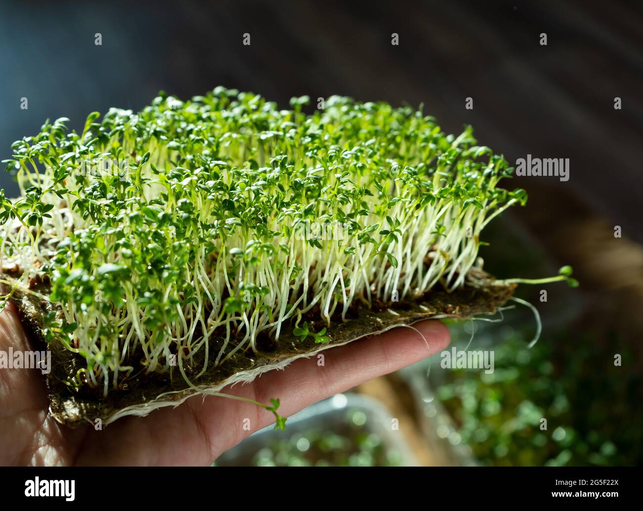 Micro watercress hi-res stock photography and images - Alamy