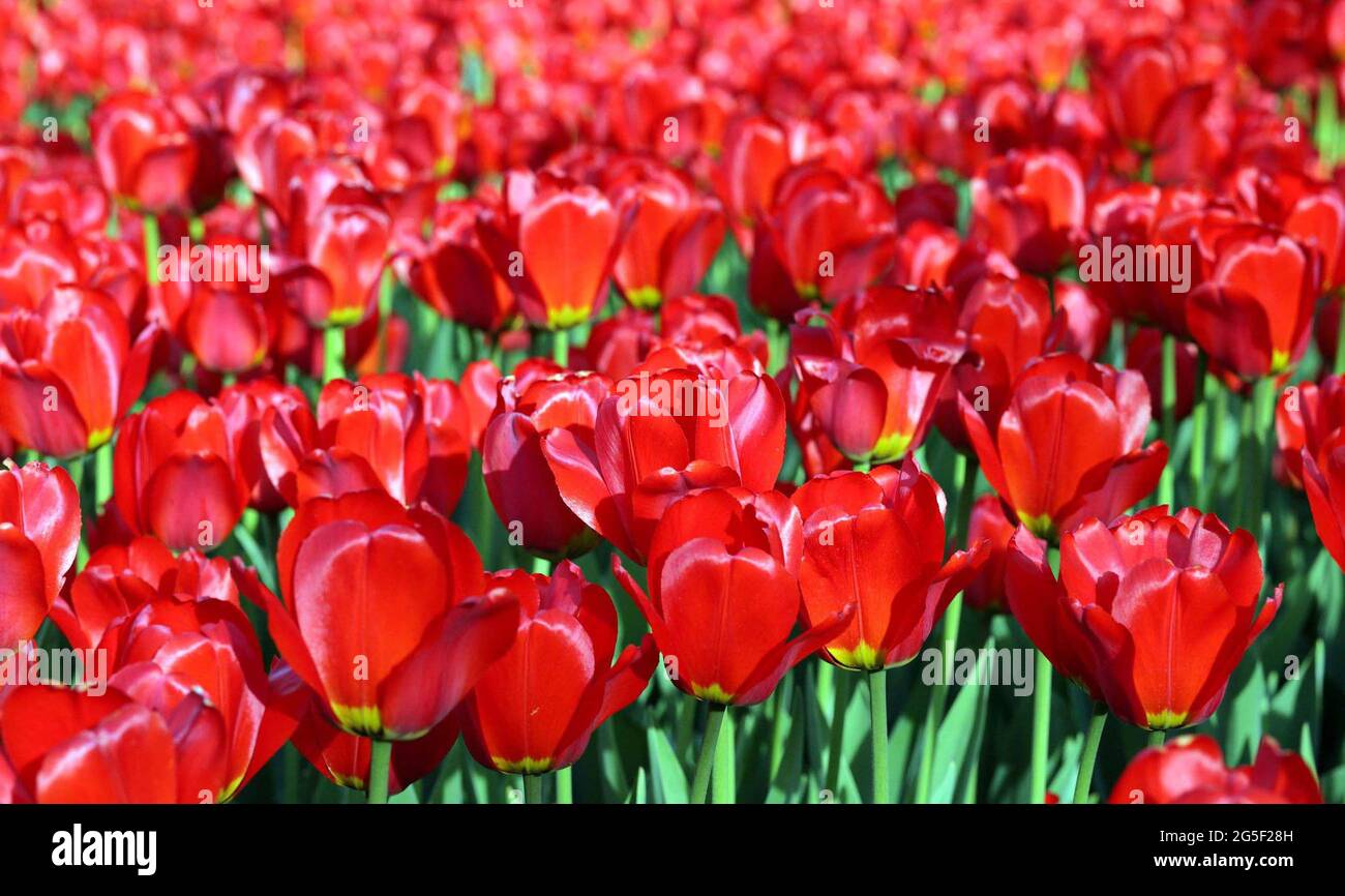 red tulip at spring on Earth Stock Photo - Alamy