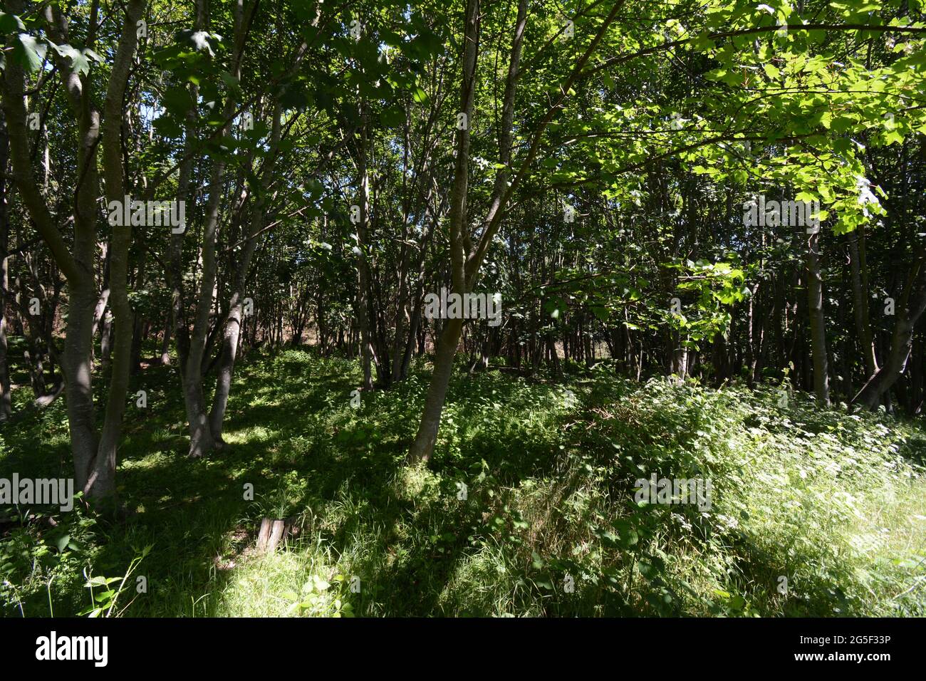 Lieutenant colonel charles halt hi-res stock photography and images - Alamy