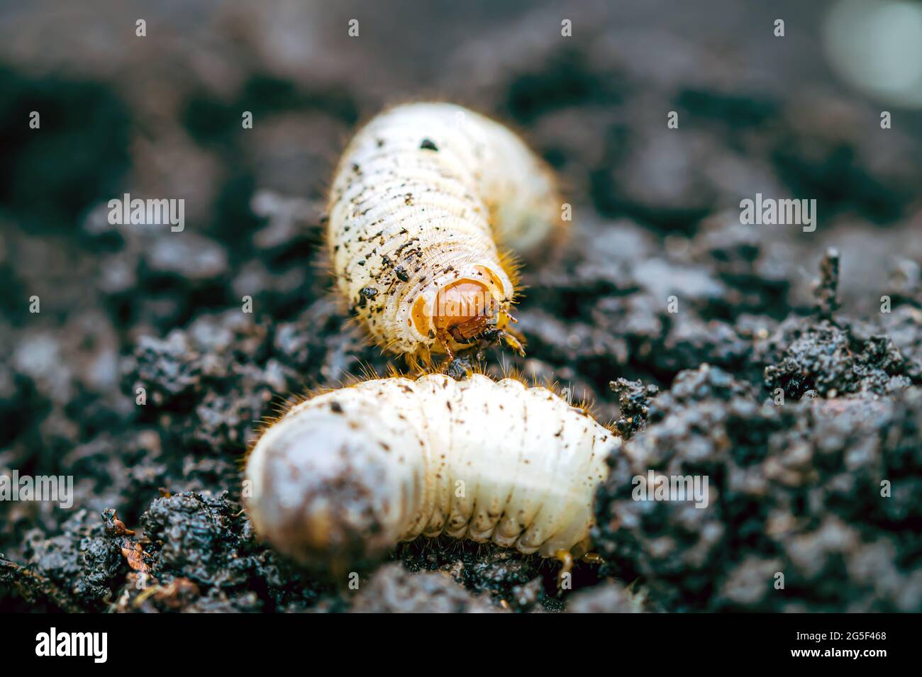 Rose chafer larvae hi-res stock photography and images - Alamy