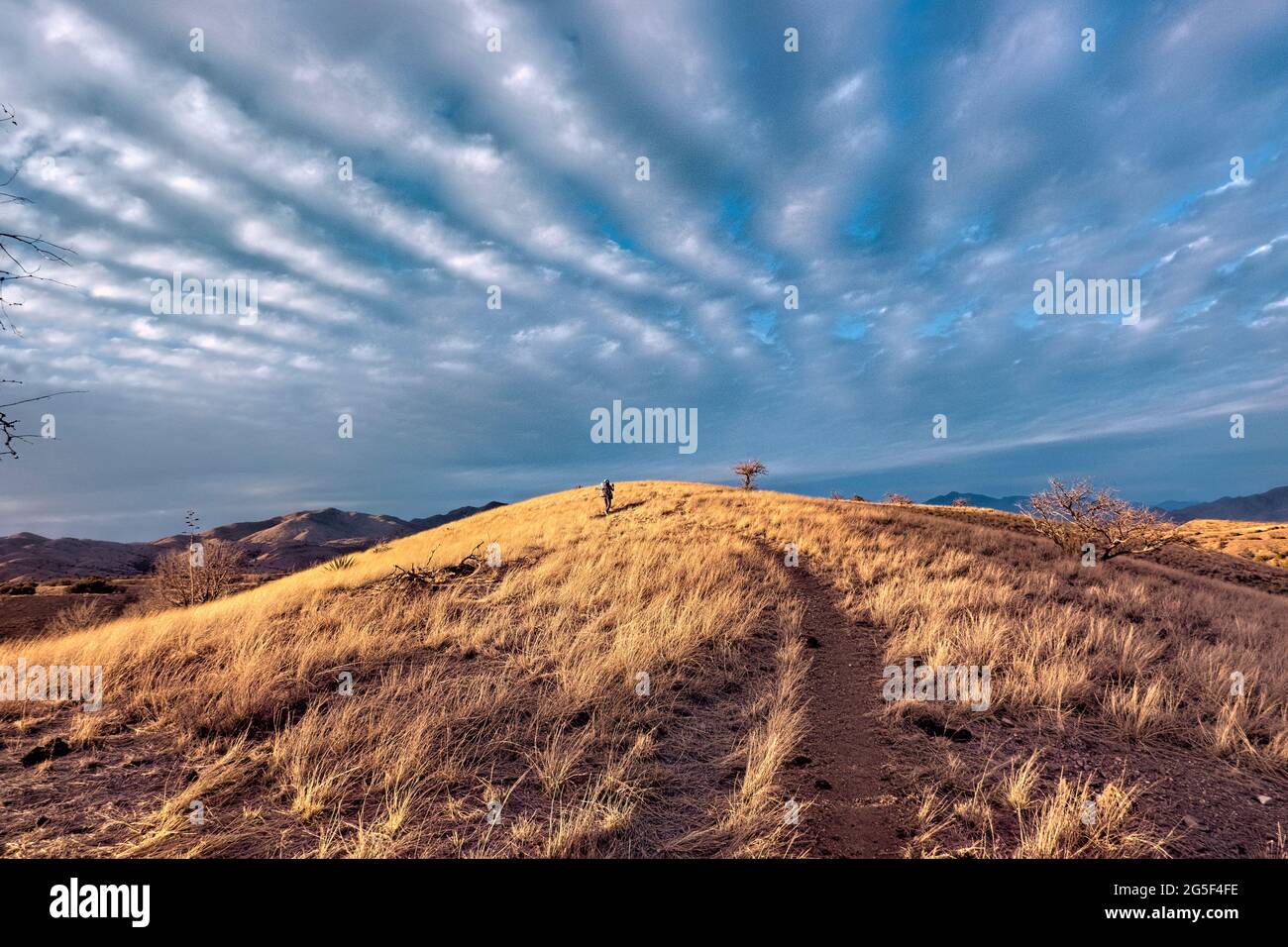 Arizona tree hills hi-res stock photography and images - Alamy