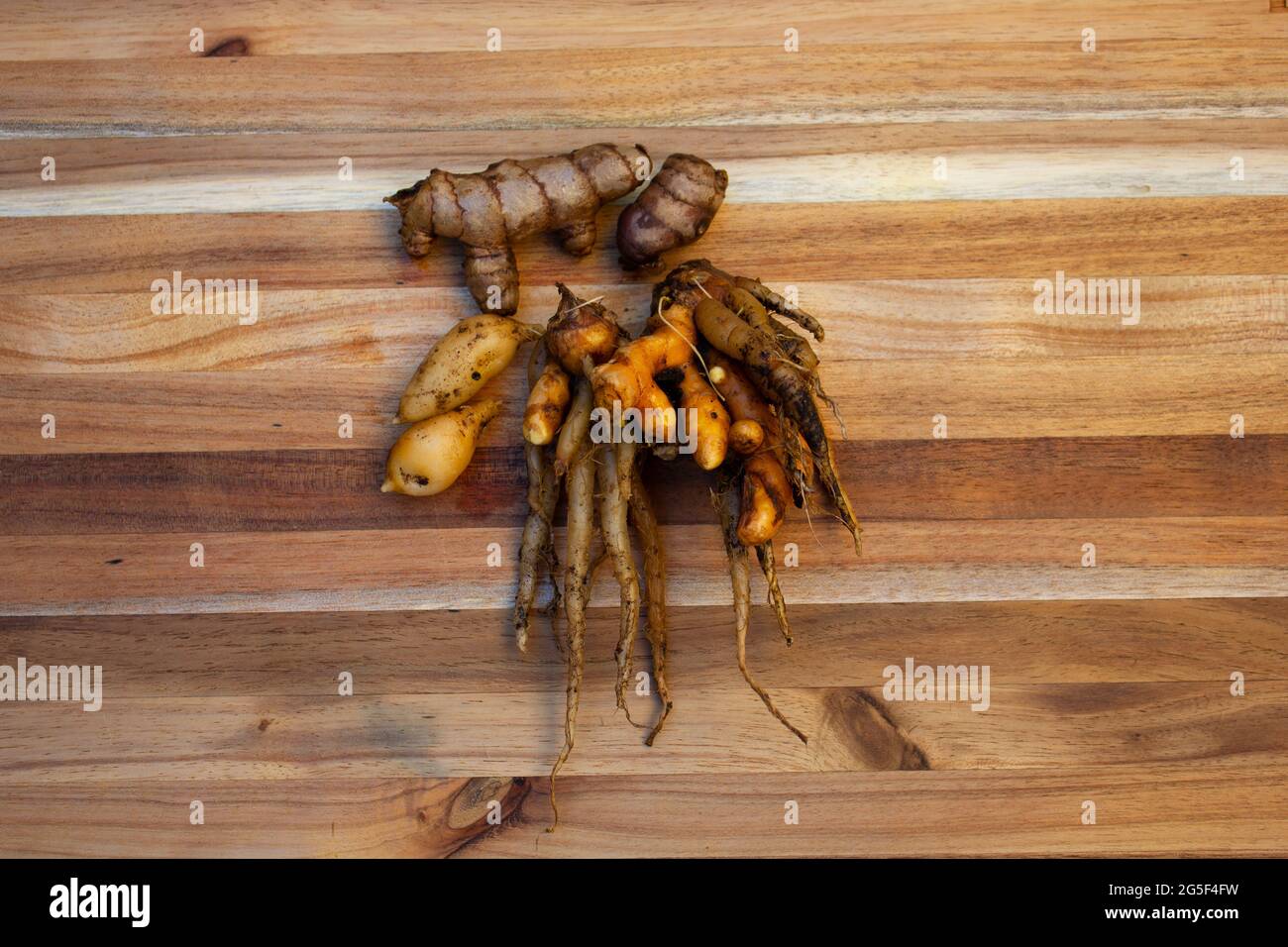 Turmeric plant hi-res stock photography and images - Alamy