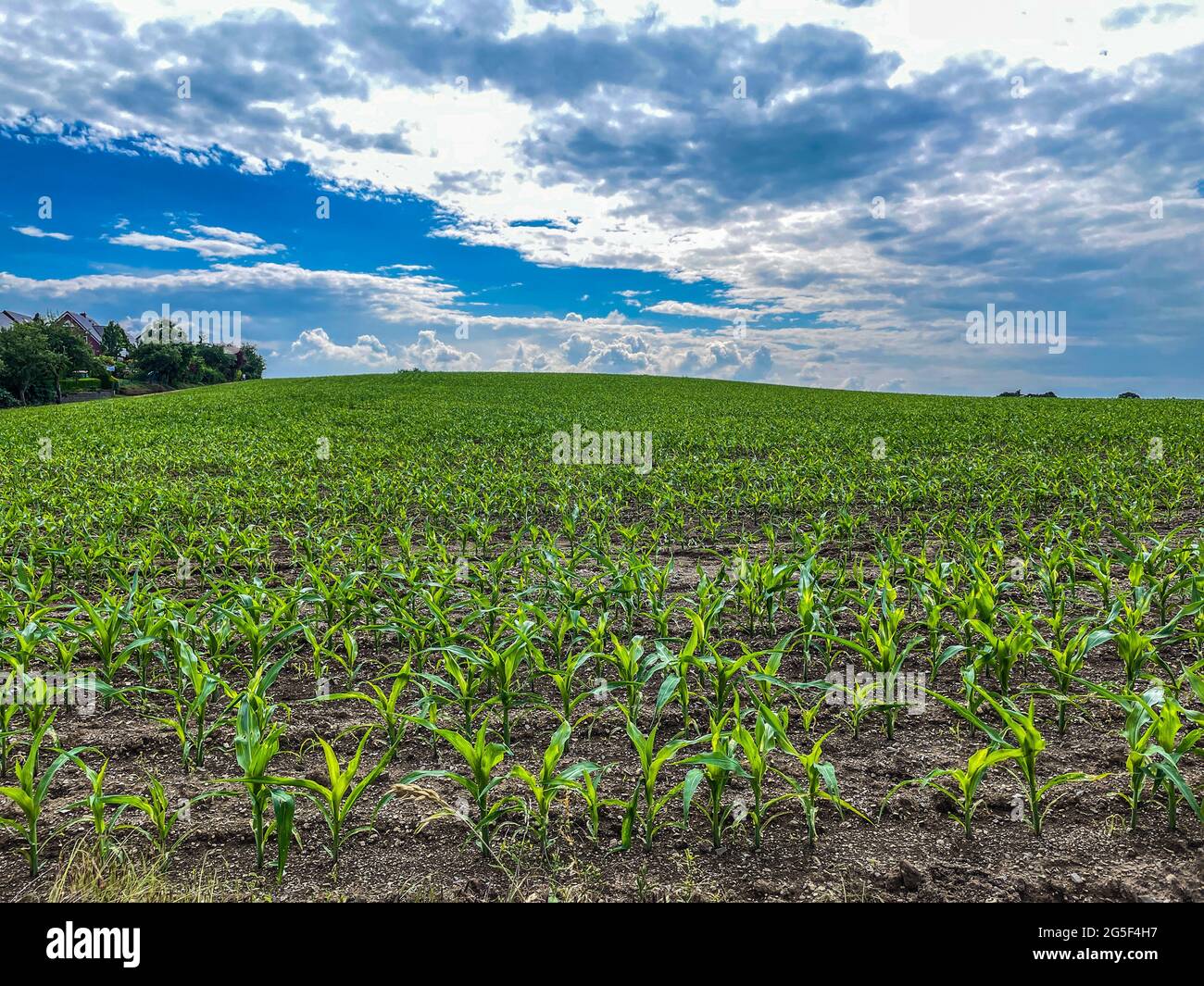 Corn field with young plants in spring Stock Photo - Alamy