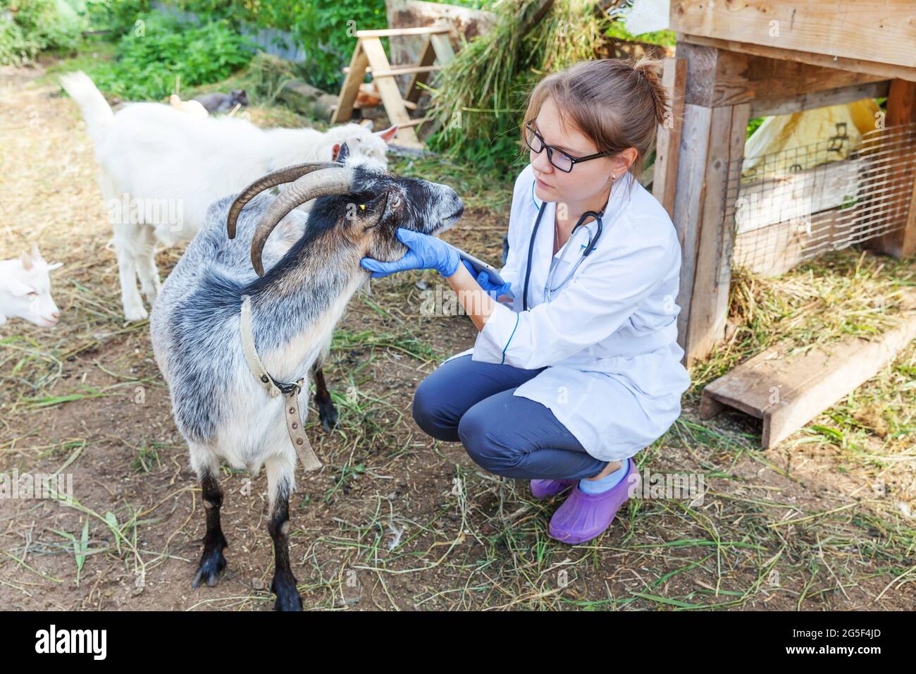 Young veterinarian woman with tablet computer examining goat on ranch ...
