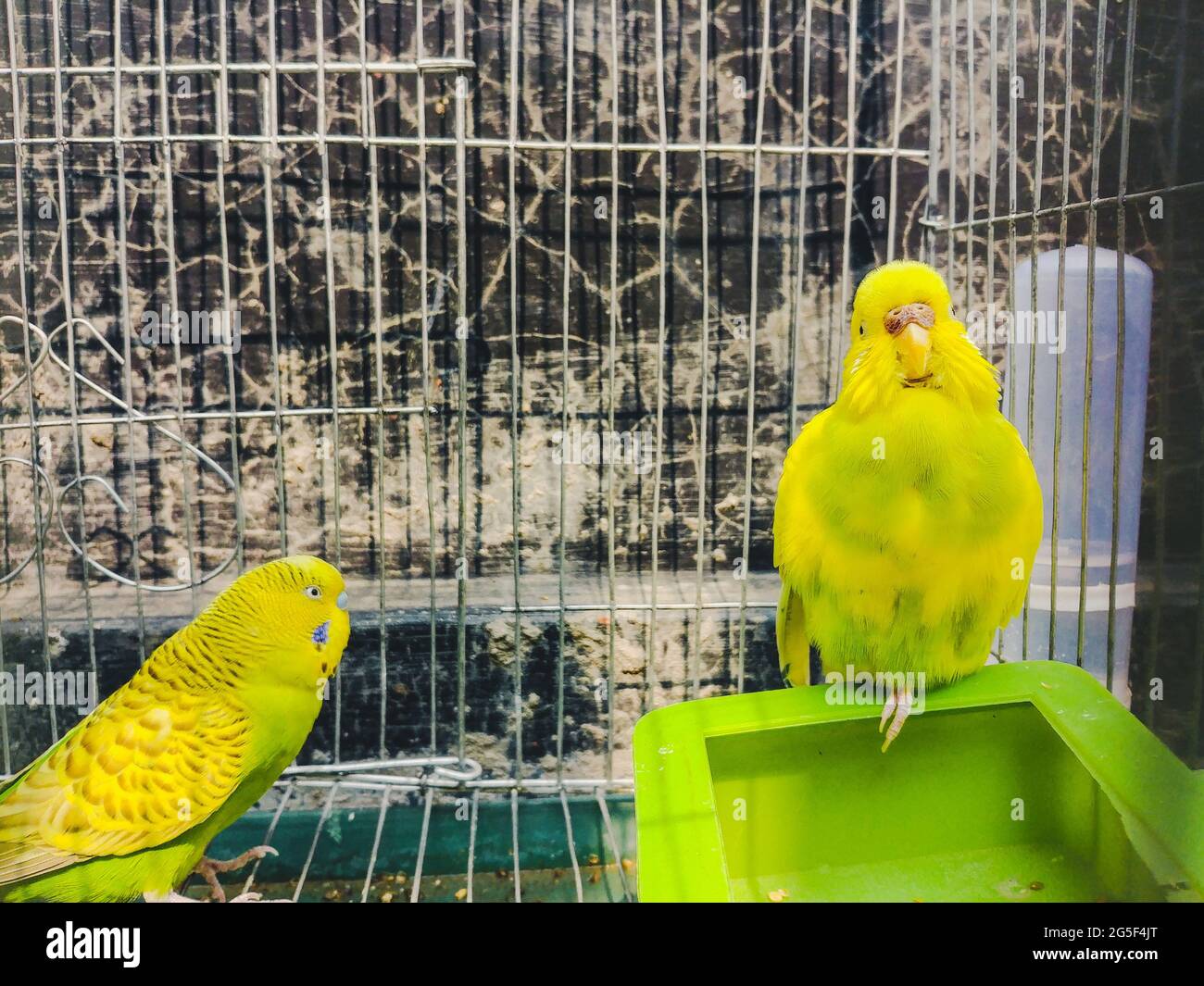 Budgies funny hi-res stock photography and images - Alamy
