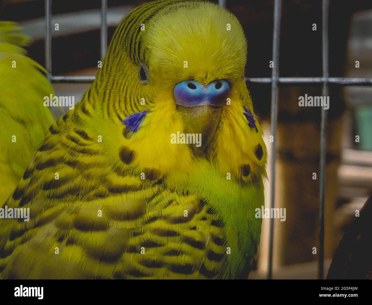 A portrait of a cute parakeet in the cage Stock Photo - Alamy