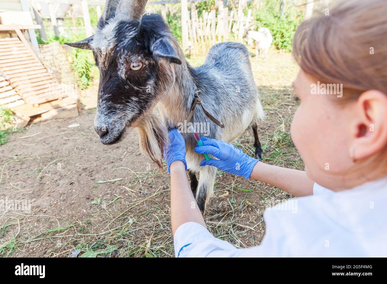 Veterinarian woman with syringe holding and injecting goat on ranch ...