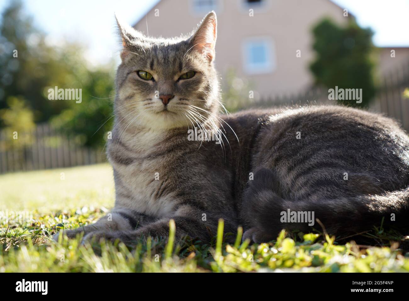 A cute gray tabby cat sitting in a sunny yard outside a house and ...