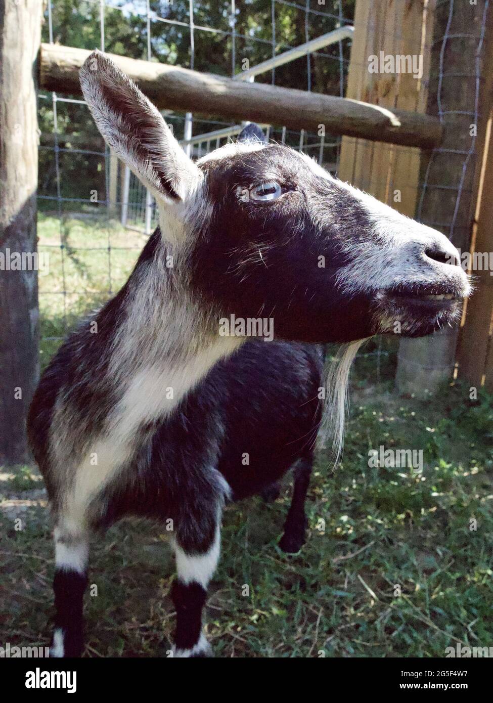 A vertical shot of black and white goat under sunlight in the farm ...