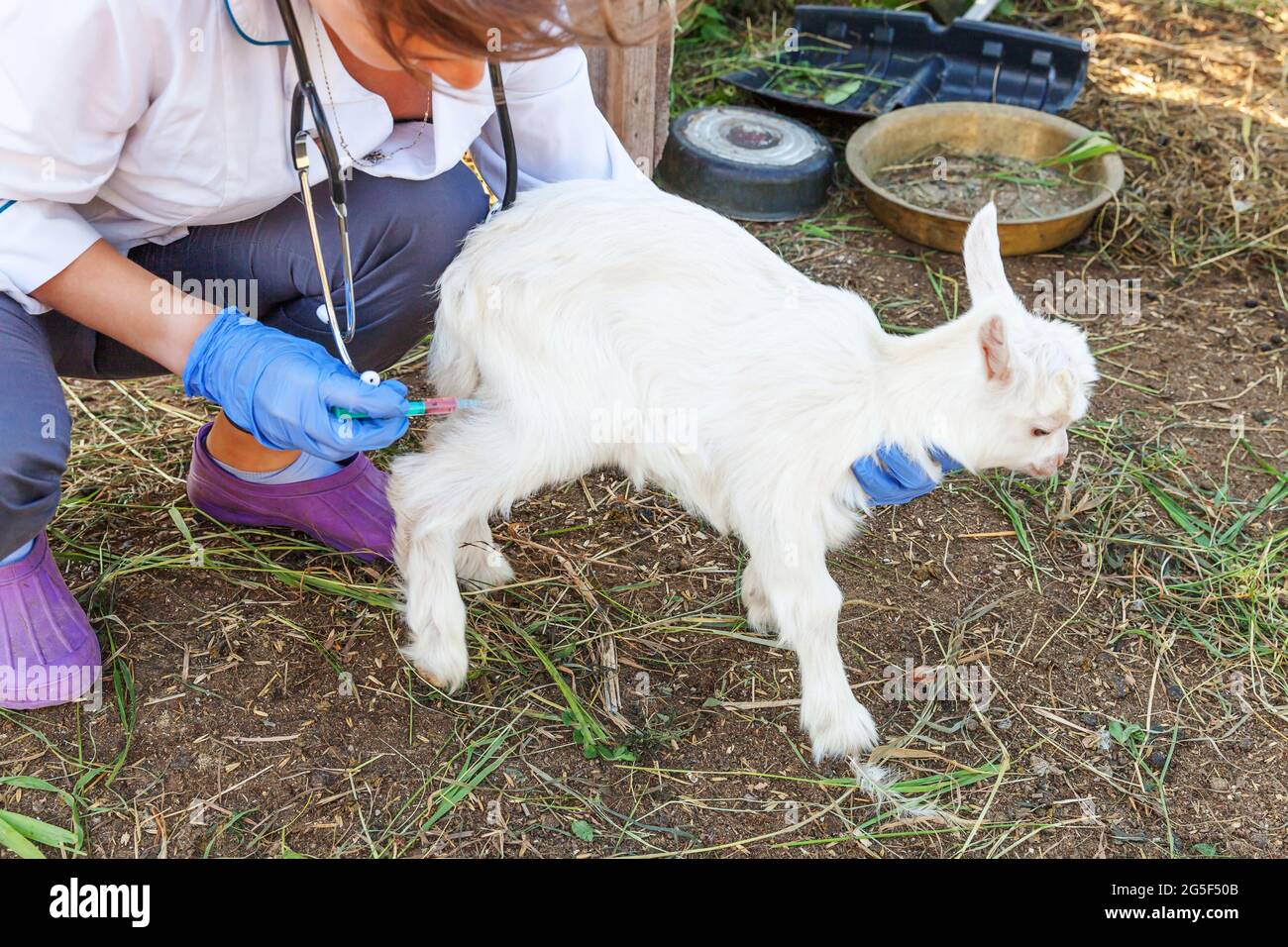 Veterinarian woman with syringe holding and injecting goat kid on ranch ...